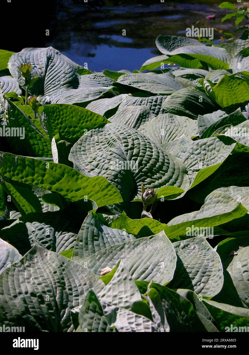 Blue-leaved Funkie, Funkie Blue-leaved Funkie Funkie-blue sheet Funkie ...