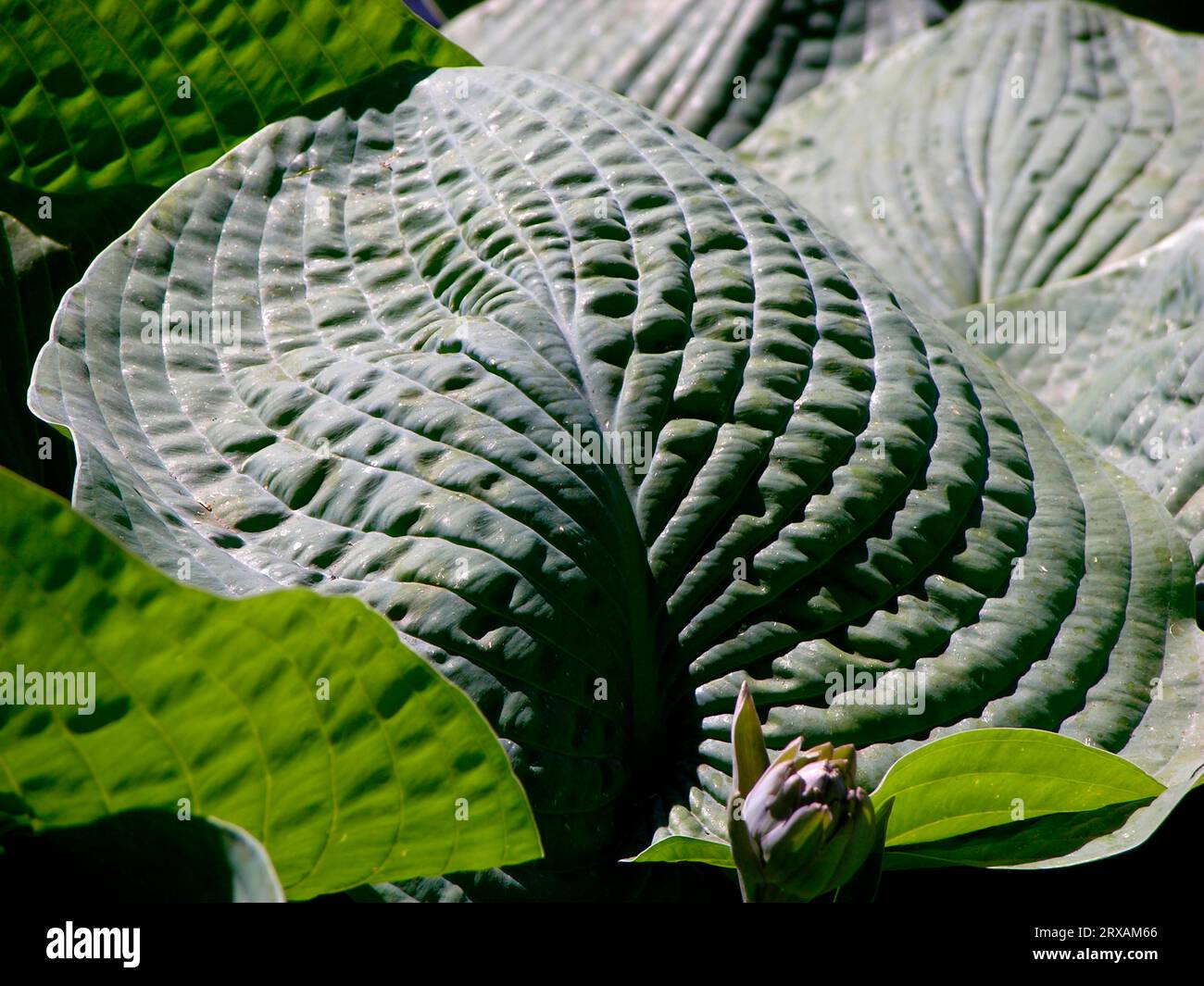 Blue-leaved Funkie, Funkie Blue-leaved Funkie Funkie-blue sheet Funkie ...