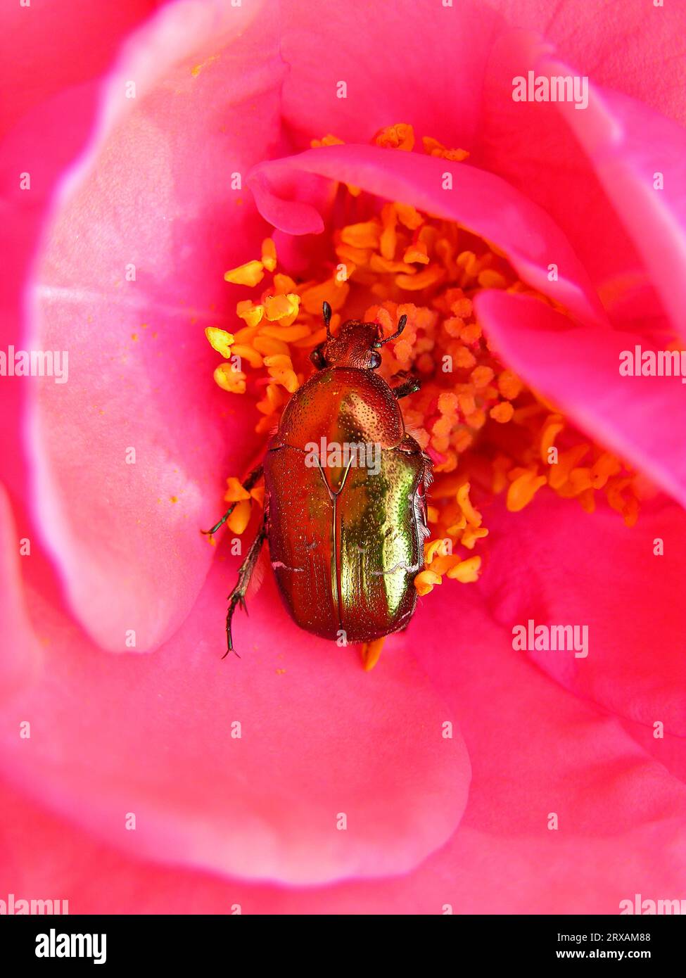 Gold scarab beetle hi-res stock photography and images - Alamy