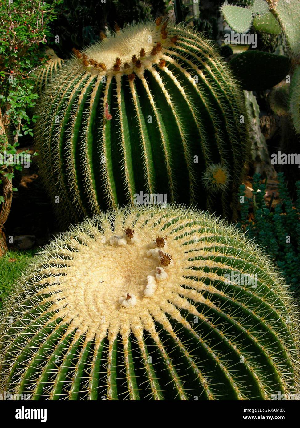 Golden ball (Echinocactus grusonii) cactus Golden ball cactus, mother ...