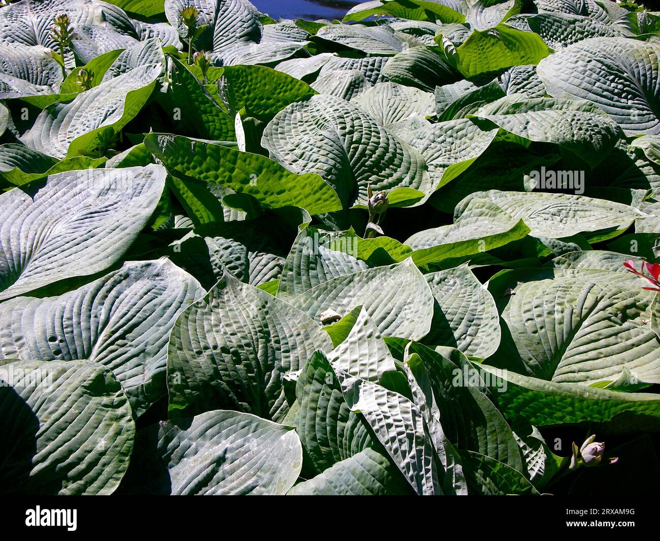 Blue-leaved Funkie, Funkie Blue-leaved Funkie Funkie-blue sheet Funkie ...