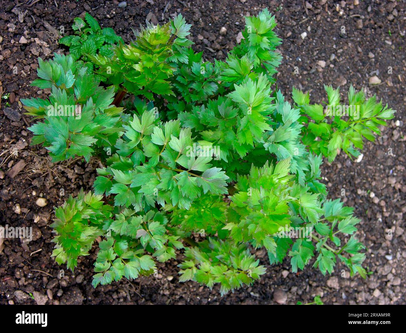Maggikraut levisticum officinale hi-res stock photography and images ...