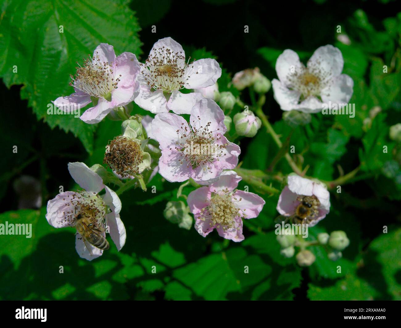 Flowering blackberry bushes Blackberries (Rubus fruticosa agg.), Blossoming blackberry bushes ...