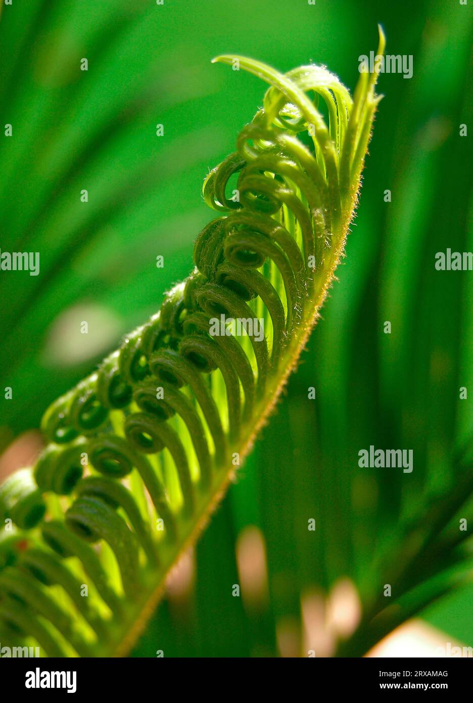 Palm fern new driving out, palm ferns (Cycadophyta), Palm fern new driving out, palm ferns ...
