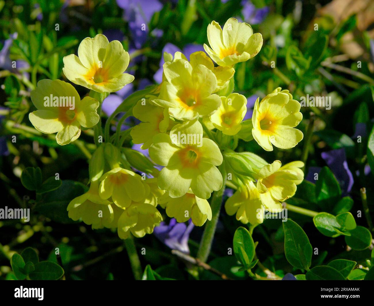 Cowslip with periwinkle, cowslip (formerly also Primula officinalis ...