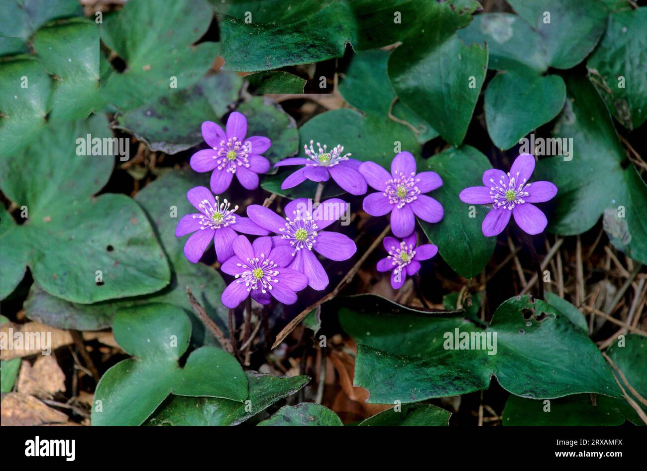 Liverwort, Liverworts (Hepatica nobilis) Hepatica nobilis Stock Photo ...