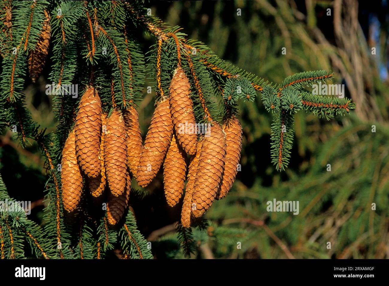 European spruce (Picea abies), with plug, Usual spruce, with plug Stock Photo - Alamy