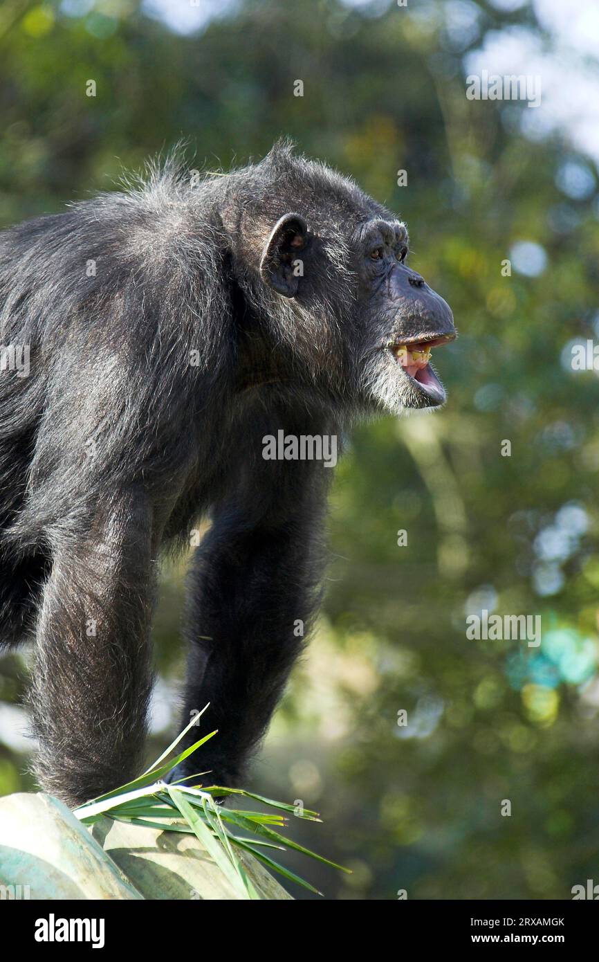 Chimpanzee, common chimpanzee (Pan troglodytes) (Pan Troglodytes ...