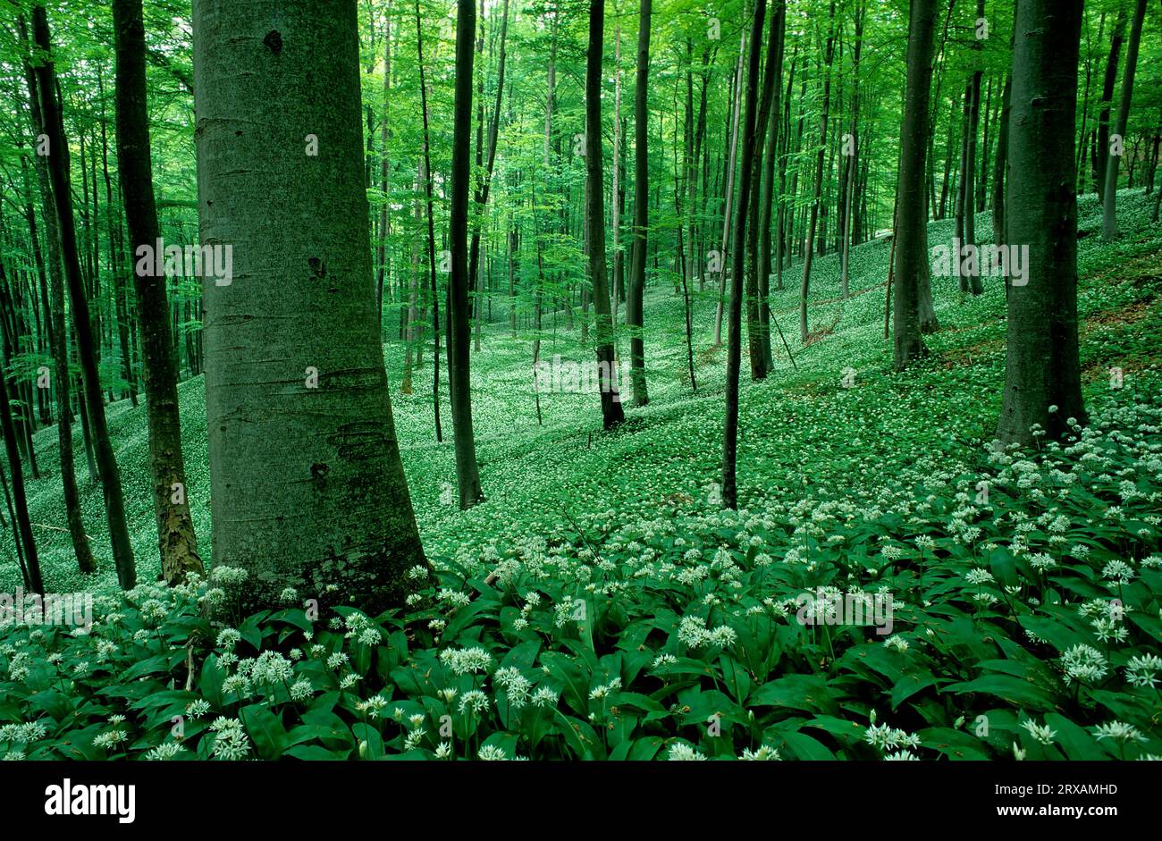 Ramsons (Allium ursinum) Large stand in deciduous forest, Moessingen ...