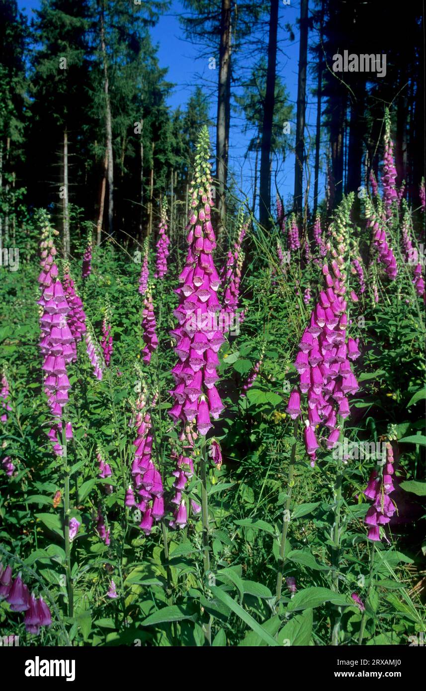 Common foxglove (Digitalis purpurea), Red thimble Digitalis purpurea ...