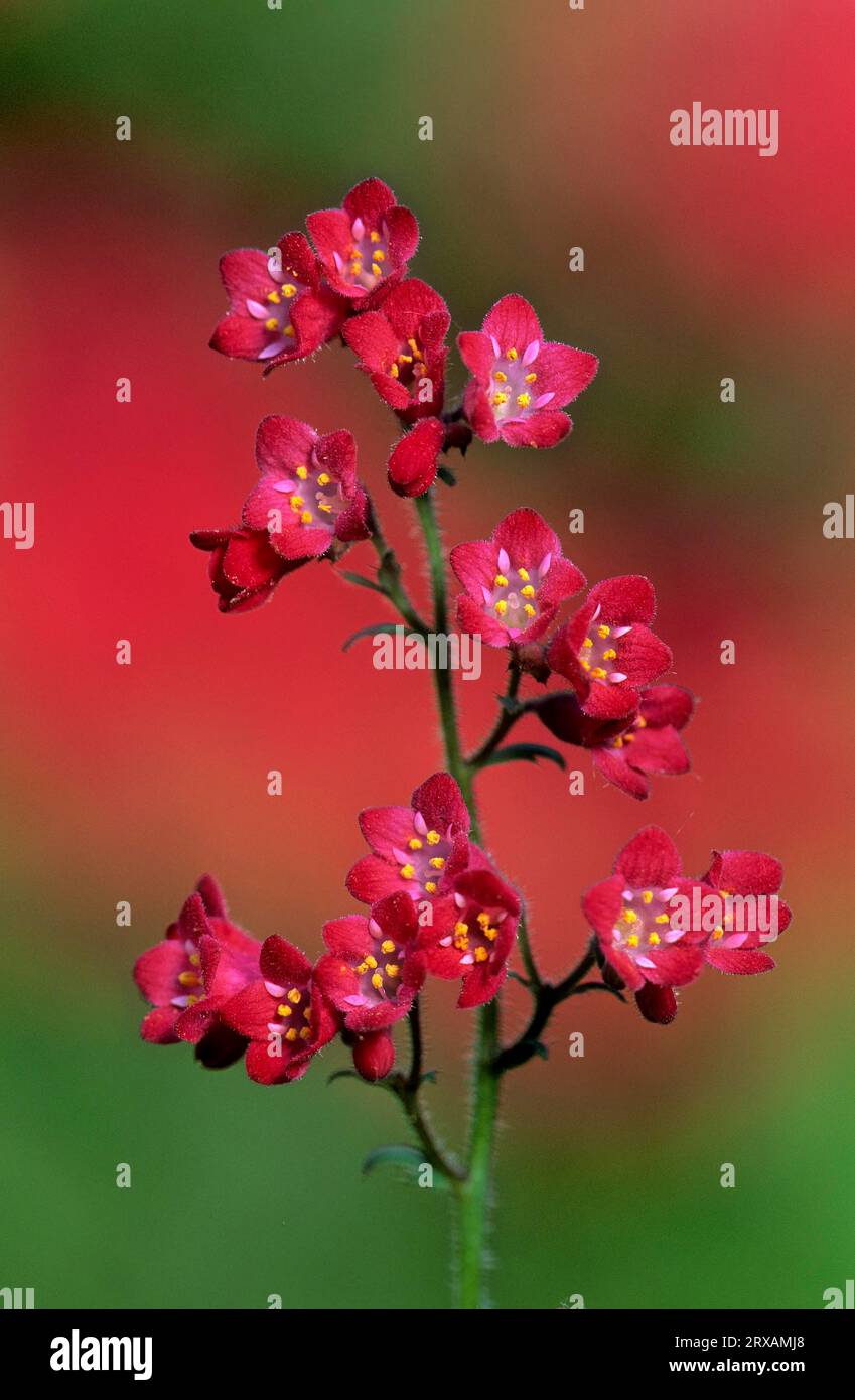 Bronze leaved plant hi-res stock photography and images - Alamy