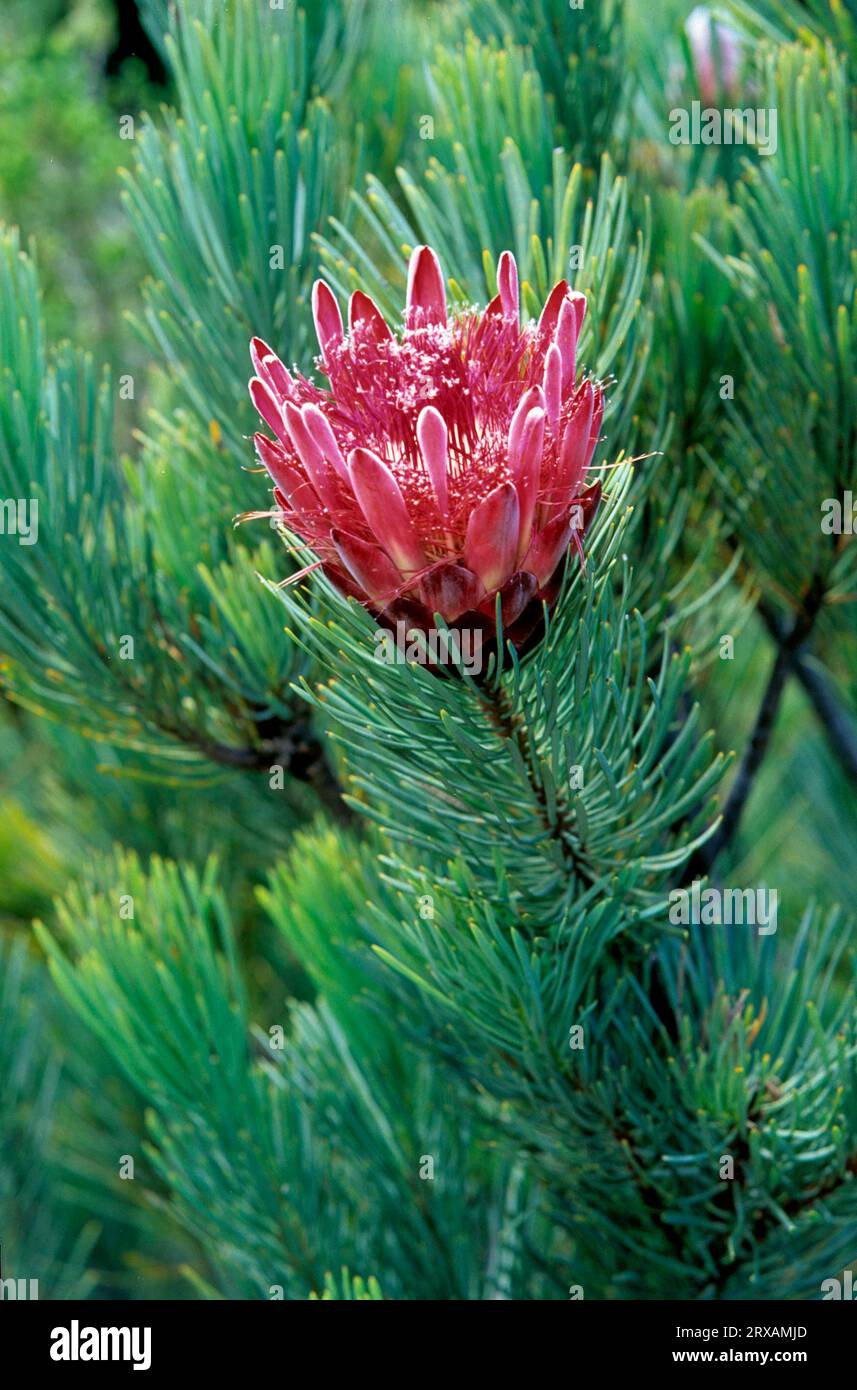 Sugarbushes (Protea), also silver trees, cape roses or plumes aristata ...