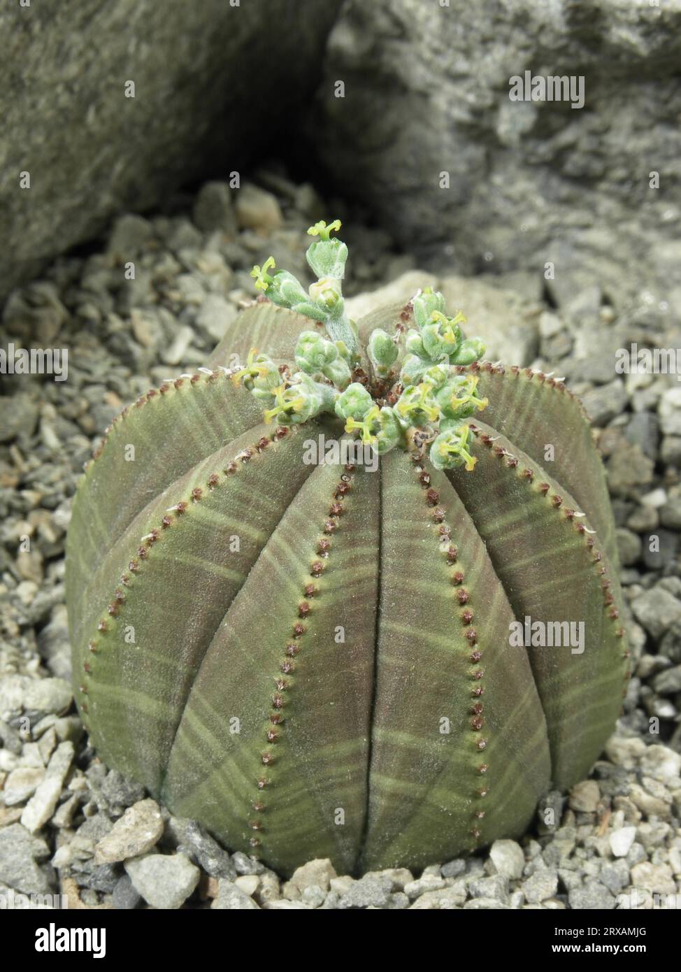 Euphorbia obesa female plant, sea urchin spurge, Native to the eastern ...
