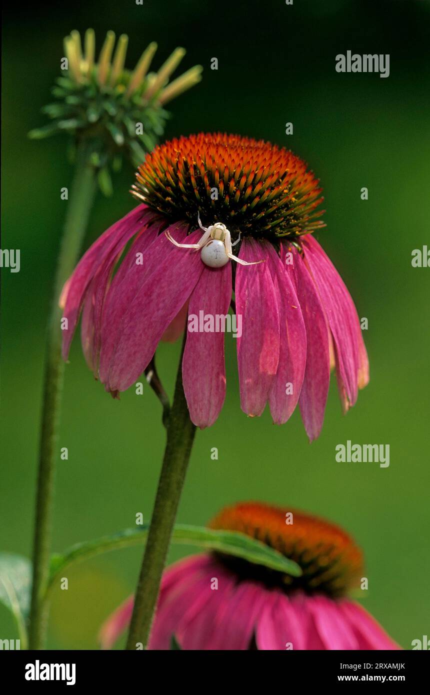 Red coneflower (coneflower (Echinacea), flowering purpurea (coneflower ...