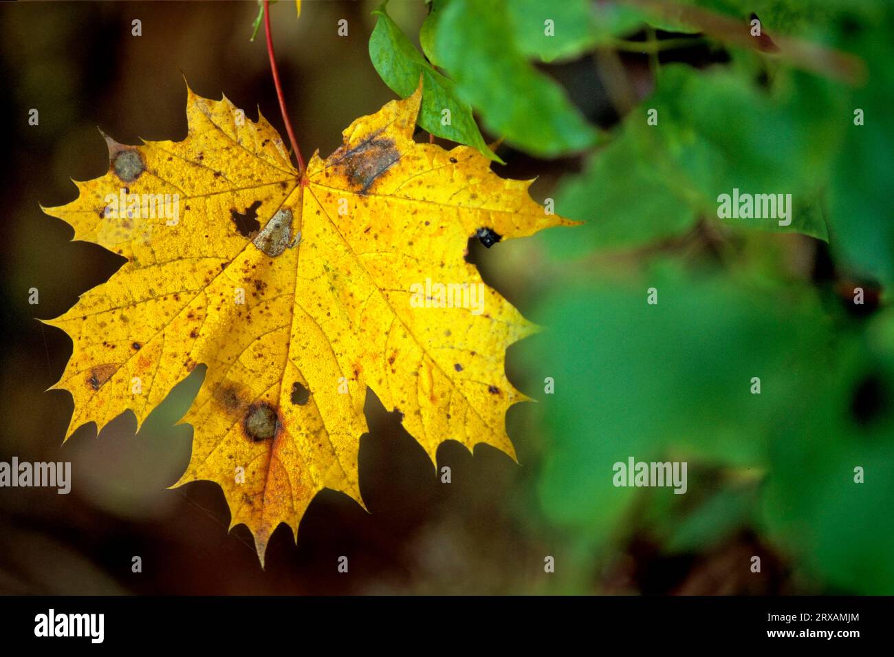 Pointed maple leaf hi-res stock photography and images - Alamy