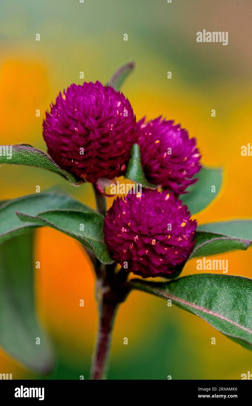 Ball amaranth, globe amaranth (Gomphrena globosa), flowering, Ball ...