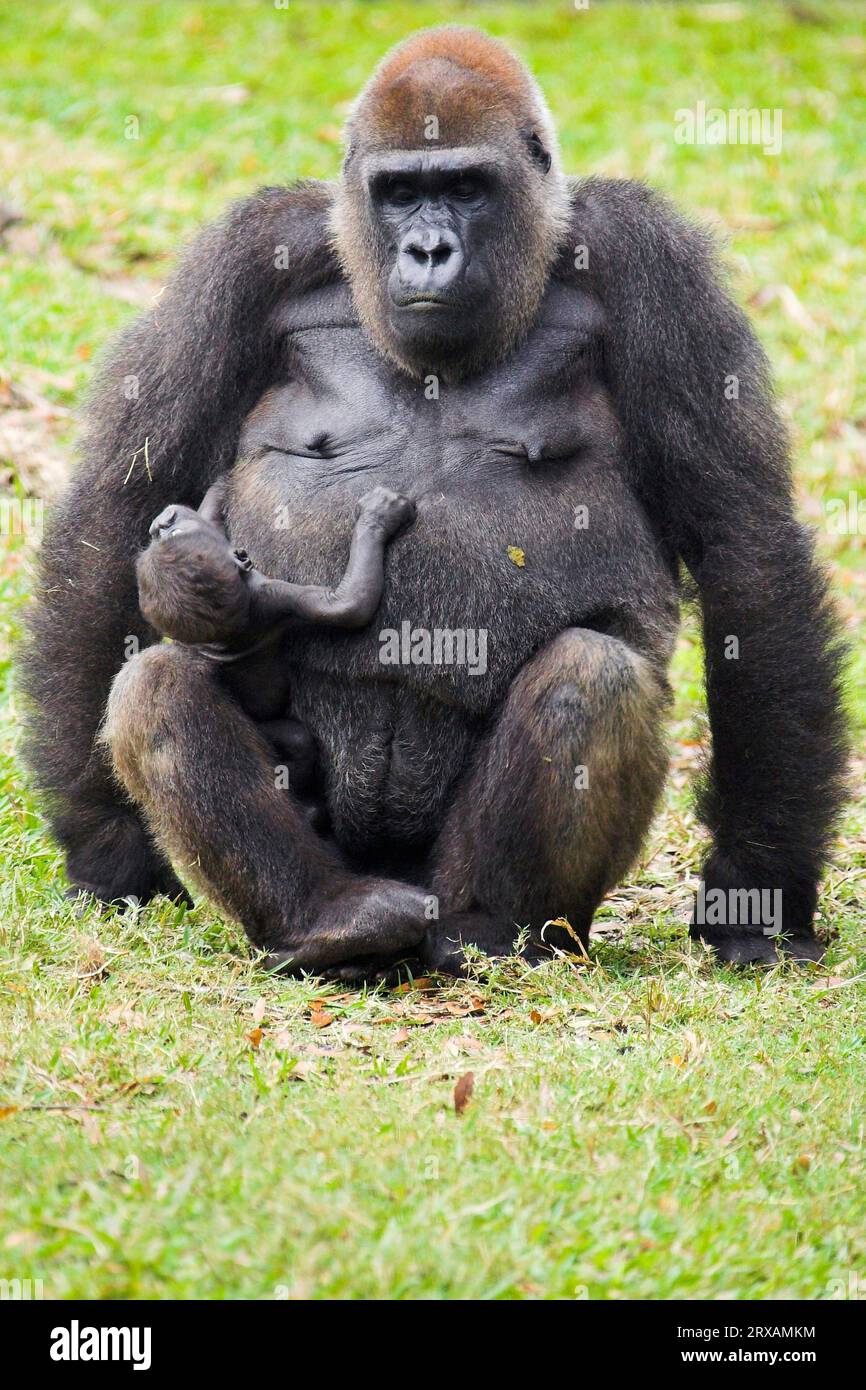 Western gorilla (Gorilla gorilla), Florida, USA, Plain gorilla monkey ...