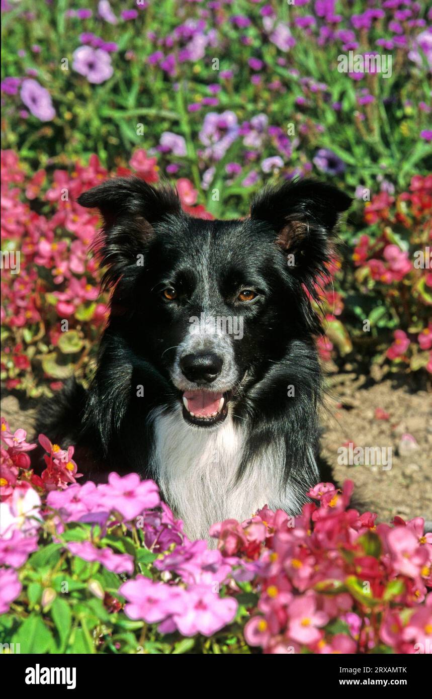 Border collie herding dogs and cattle dogs, Board-collie sheepdogs and ...