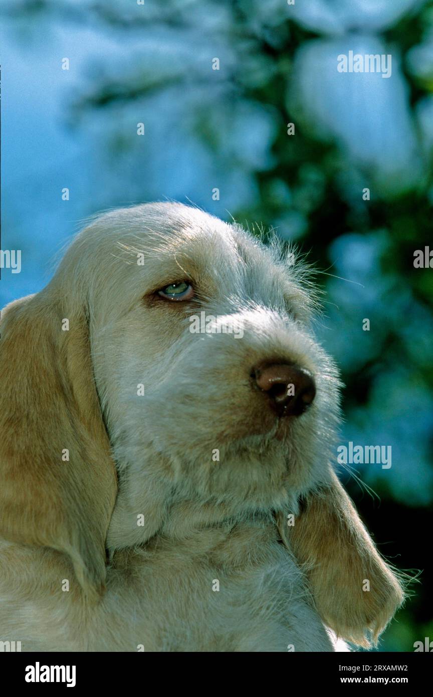 Spinone, 8 weeks old, Spinone Italiano, Italian rough-coated pointer, 8 ...
