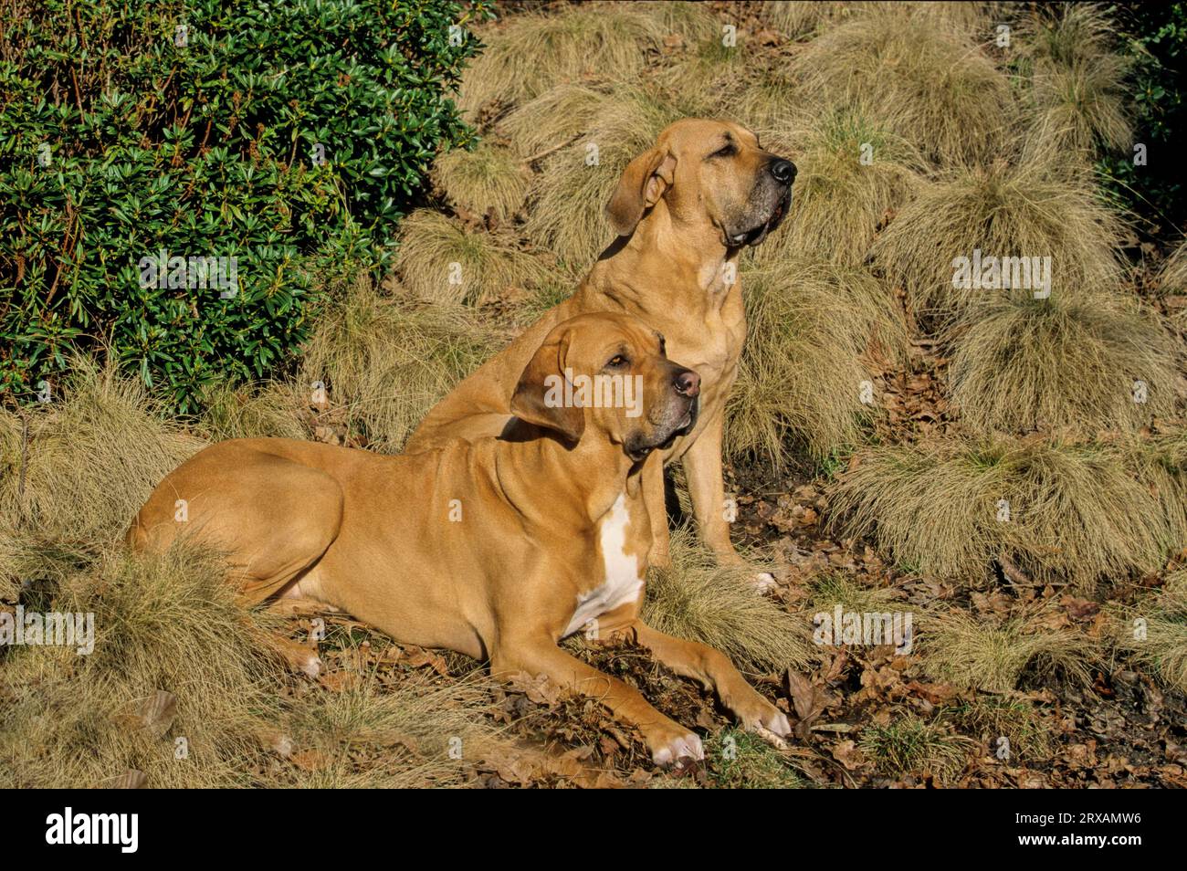 Fila brasileiro dog hi-res stock photography and images - Alamy