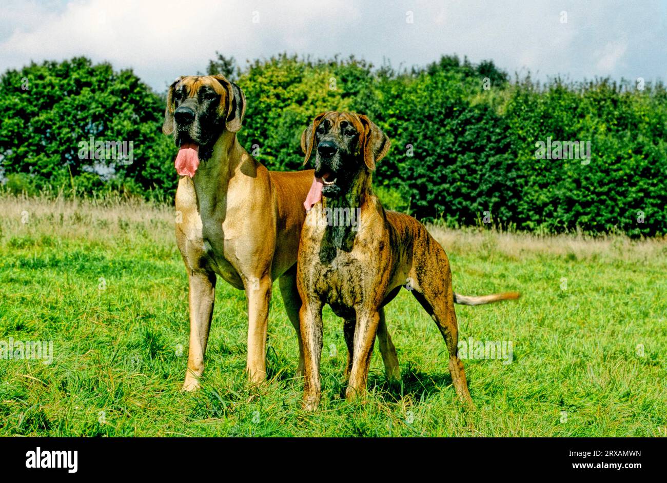 Mastiffs hi-res stock photography and images - Alamy