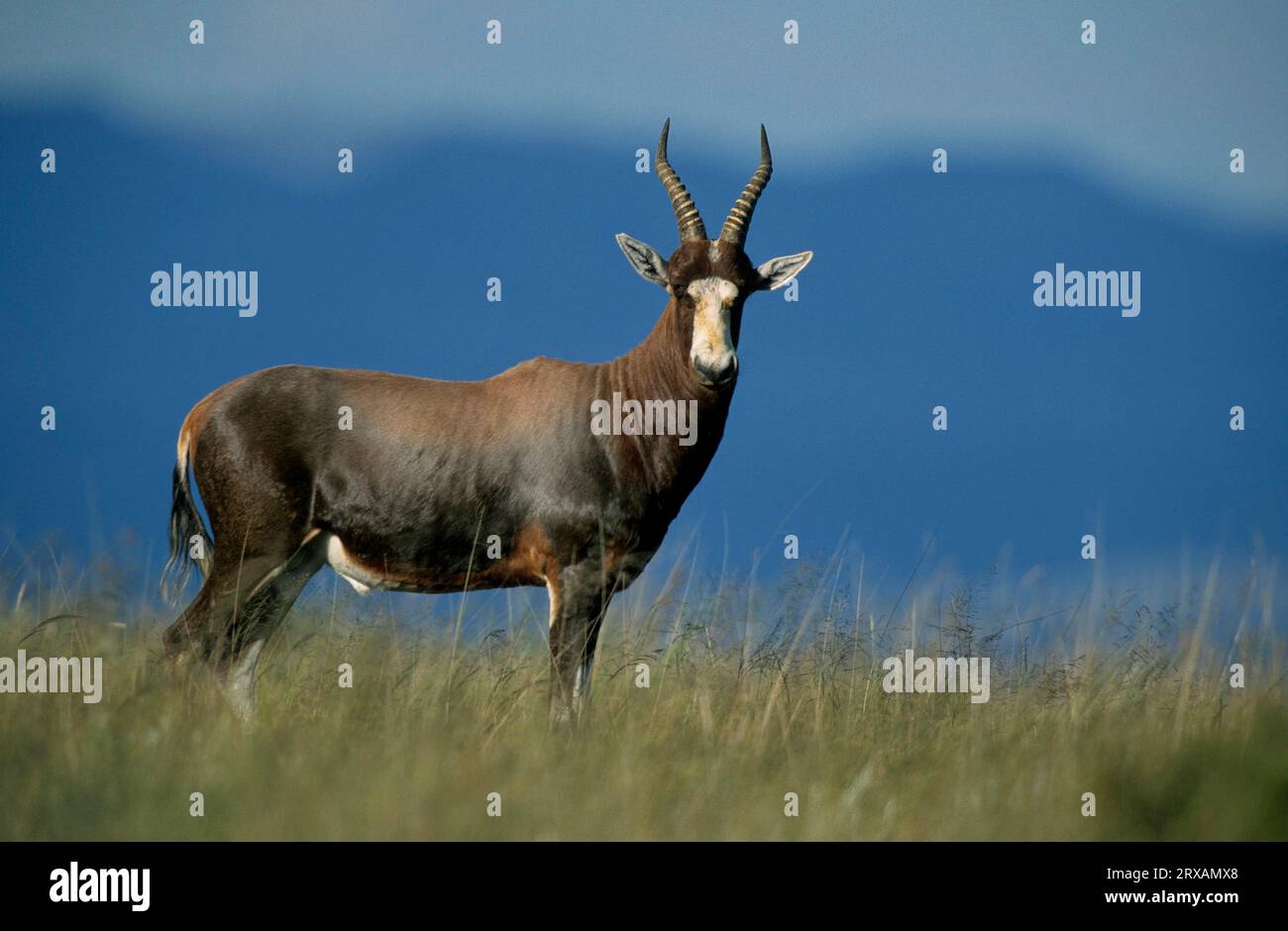 Real antelope hi-res stock photography and images - Alamy