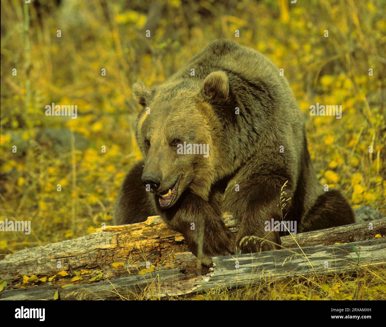 Grisli hi-res stock photography and images - Alamy