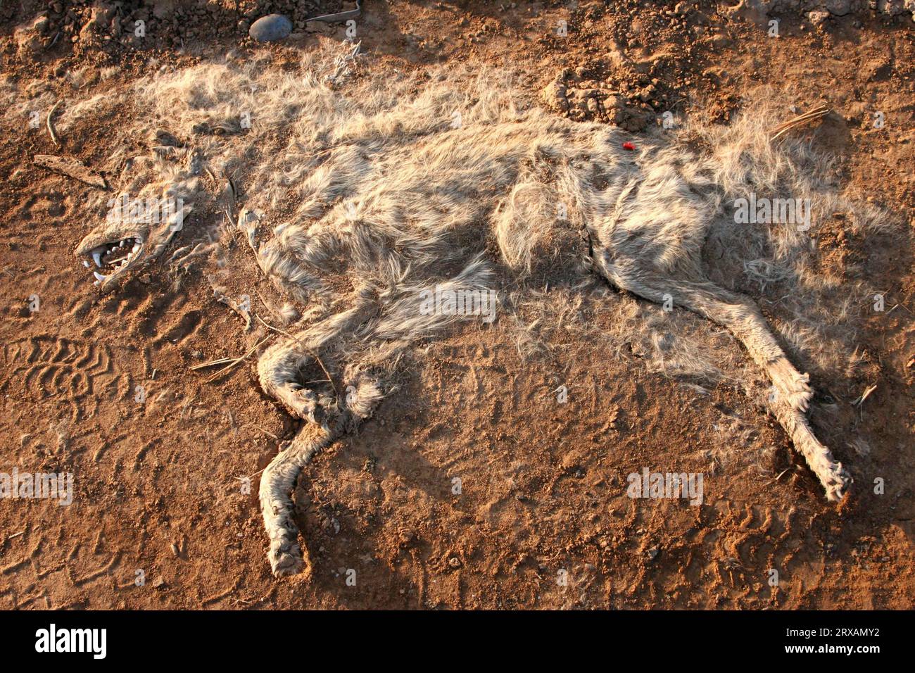 Dead dog hi-res stock photography and images - Alamy