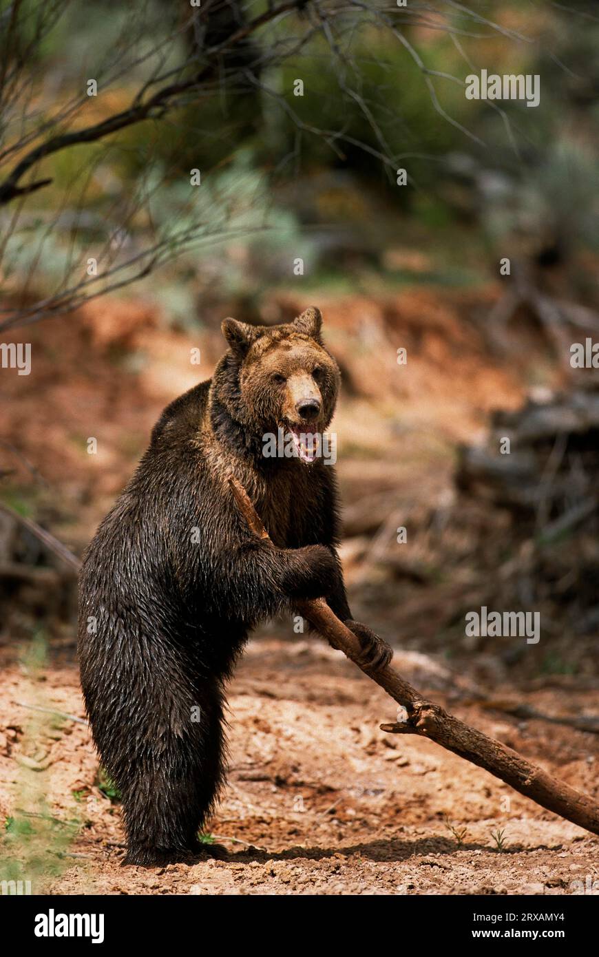Grizzly bear (Ursus arctos horribilis), Grisli, Grisly subspecies brown ...