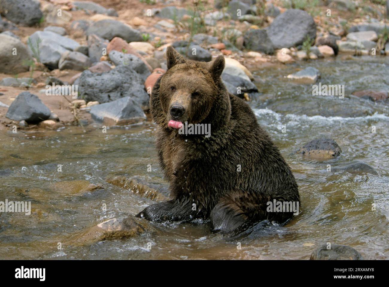 Grisli hi-res stock photography and images - Alamy
