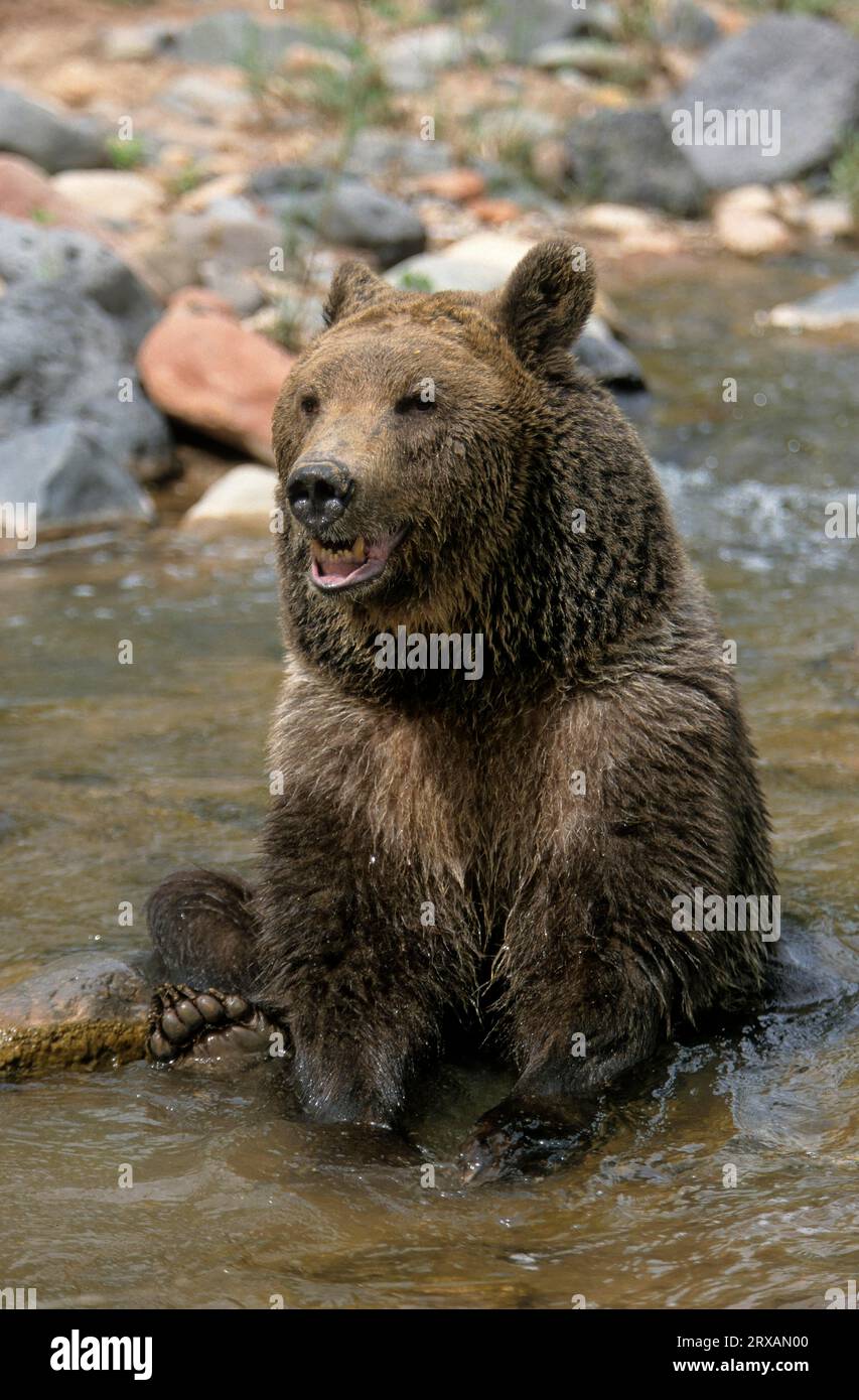Grizzly bear (Ursus arctos horribilis), Grisli, Grisly subspecies brown ...