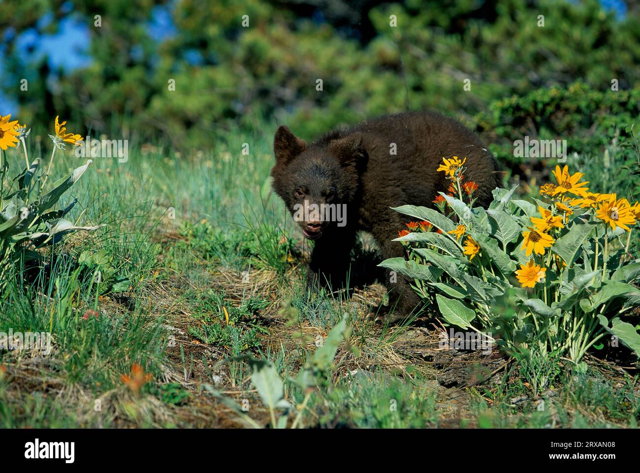 American black bear (Ursus americanus), baribal, male, American black ...