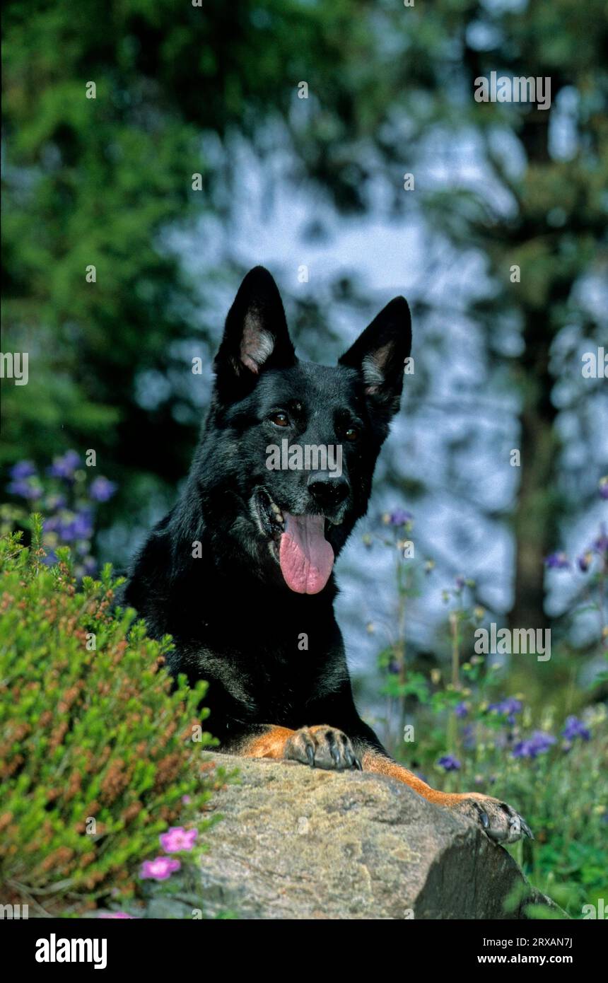 Black sheepdog hi-res stock photography and images - Alamy