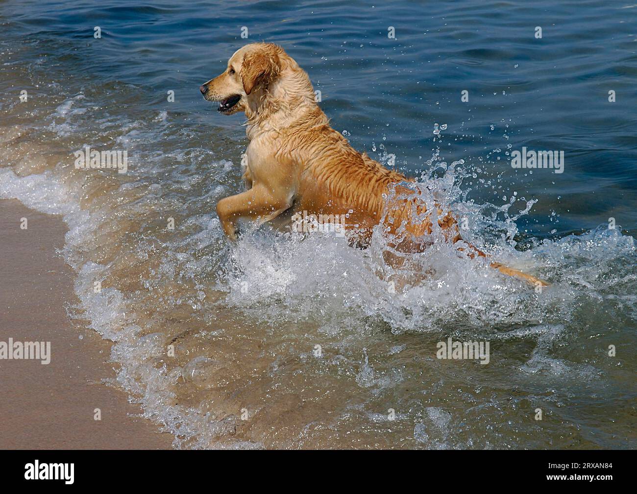 Golden Retriever in the water Stock Photo - Alamy