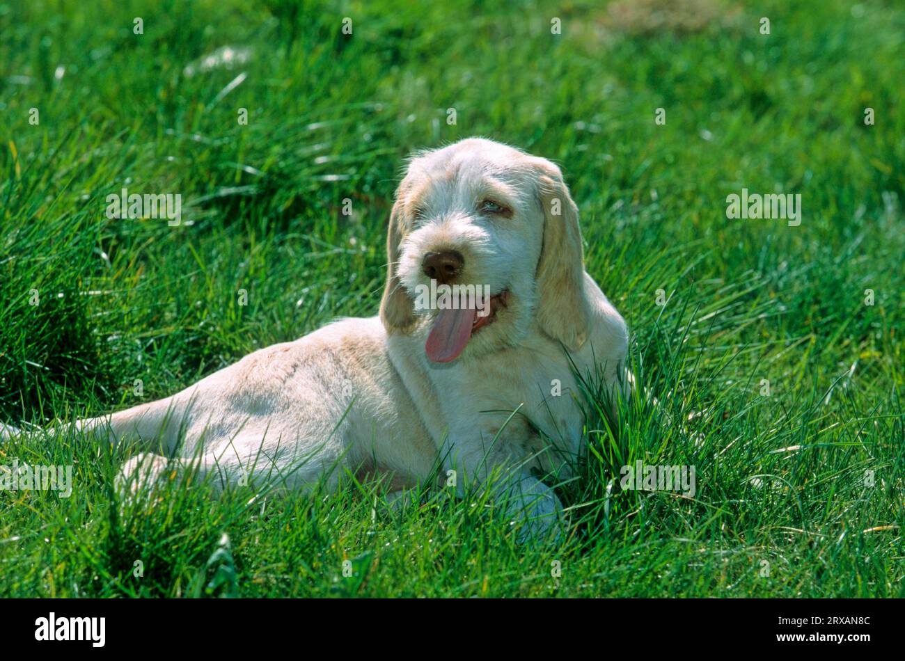 Spinone, 8 weeks old, Spinone Italiano, Italian rough-coated pointer, 8 ...
