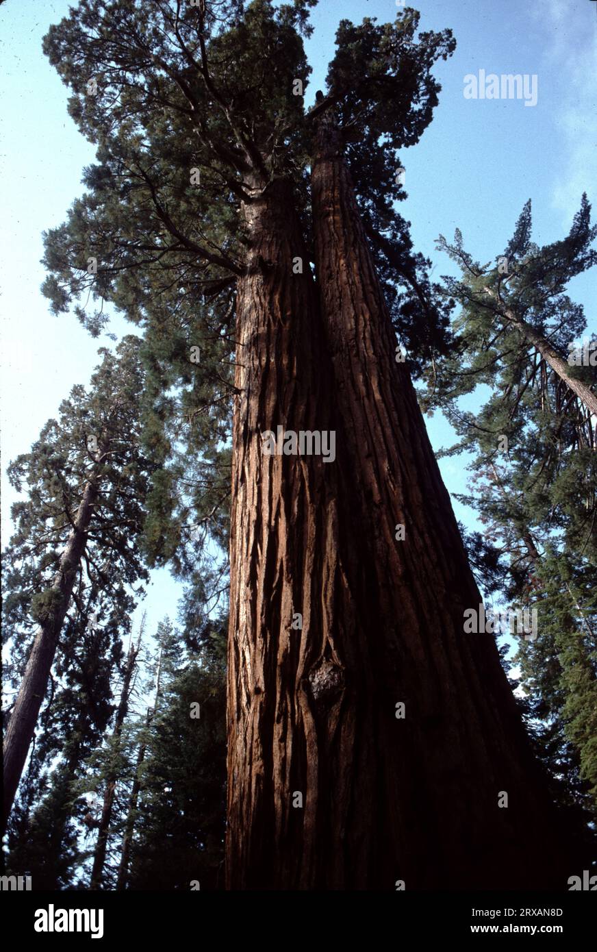 The Mariposa Grove of Giant Sequoia Trees, near Yosemite’s South ...