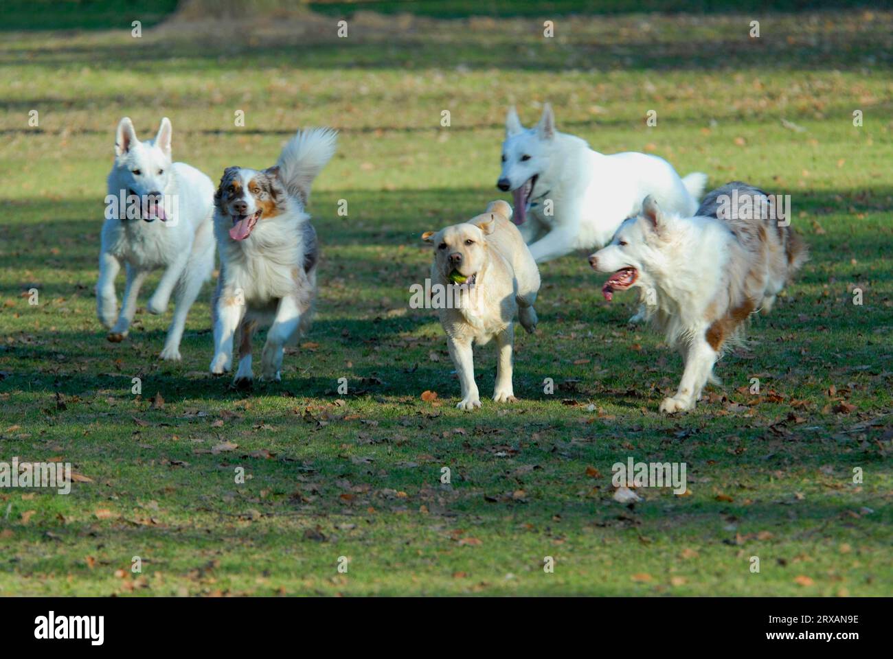 Australian shepherd labrador hi-res stock photography and images - Alamy
