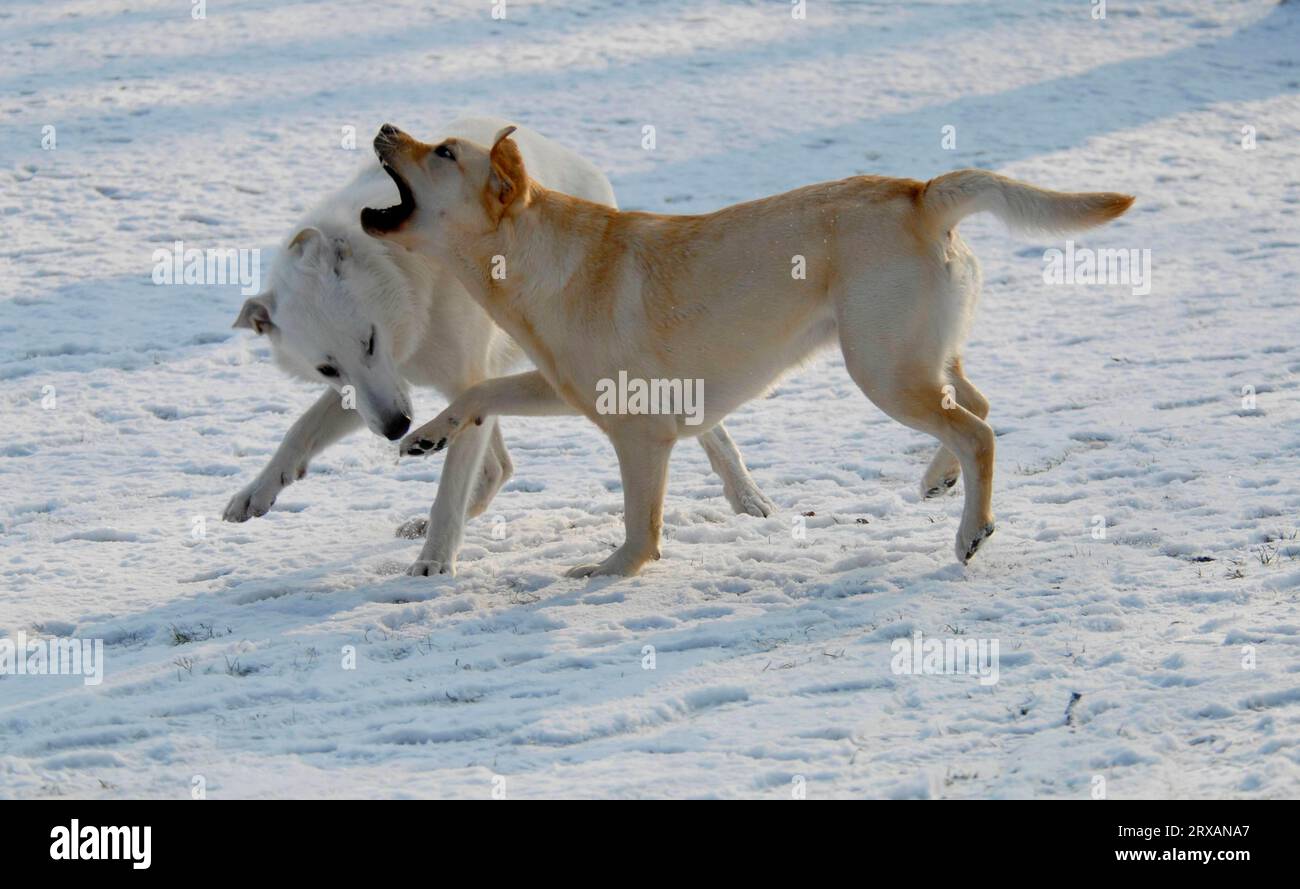 White Shepherd, American Canadian Shepherd, Labrador Retriever, paws ...
