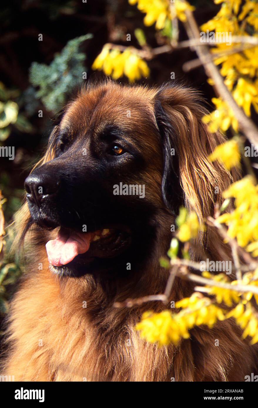 Friendly leonberger hi-res stock photography and images - Alamy