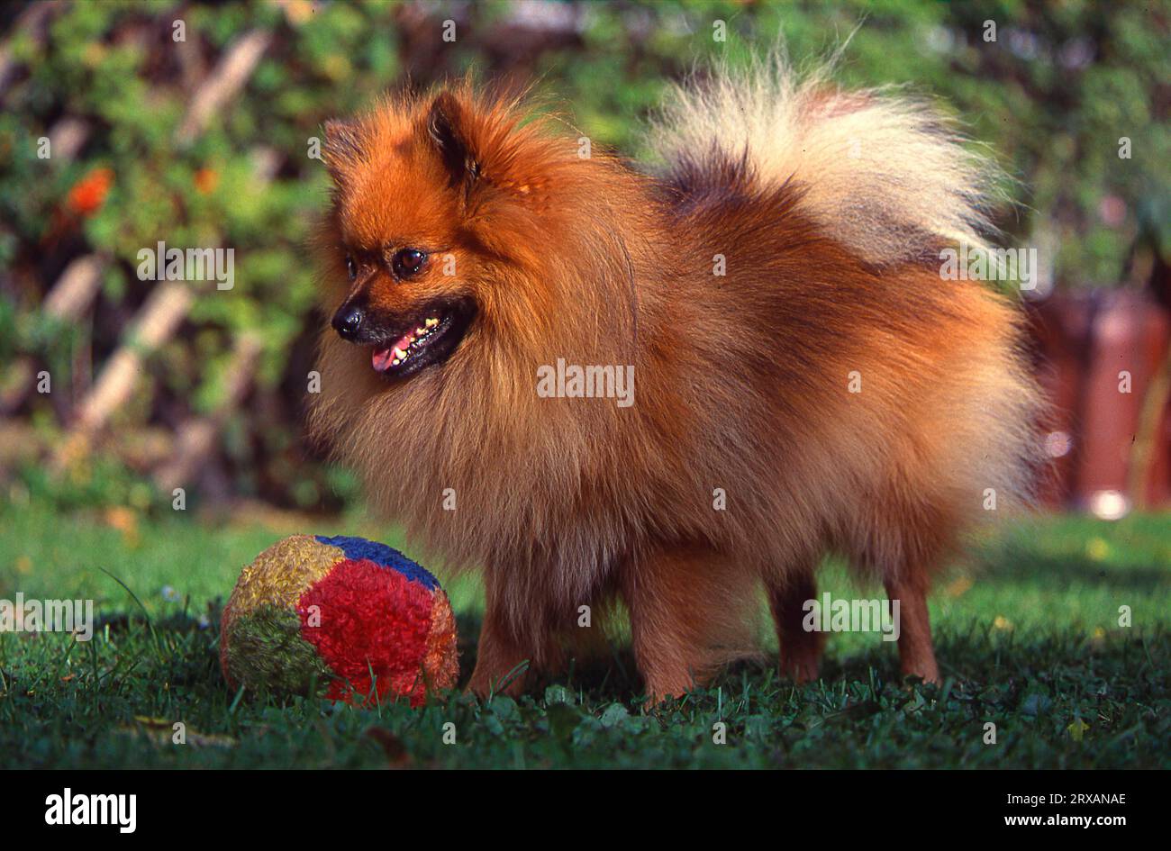 Miniature spitz, male Stock Photo - Alamy