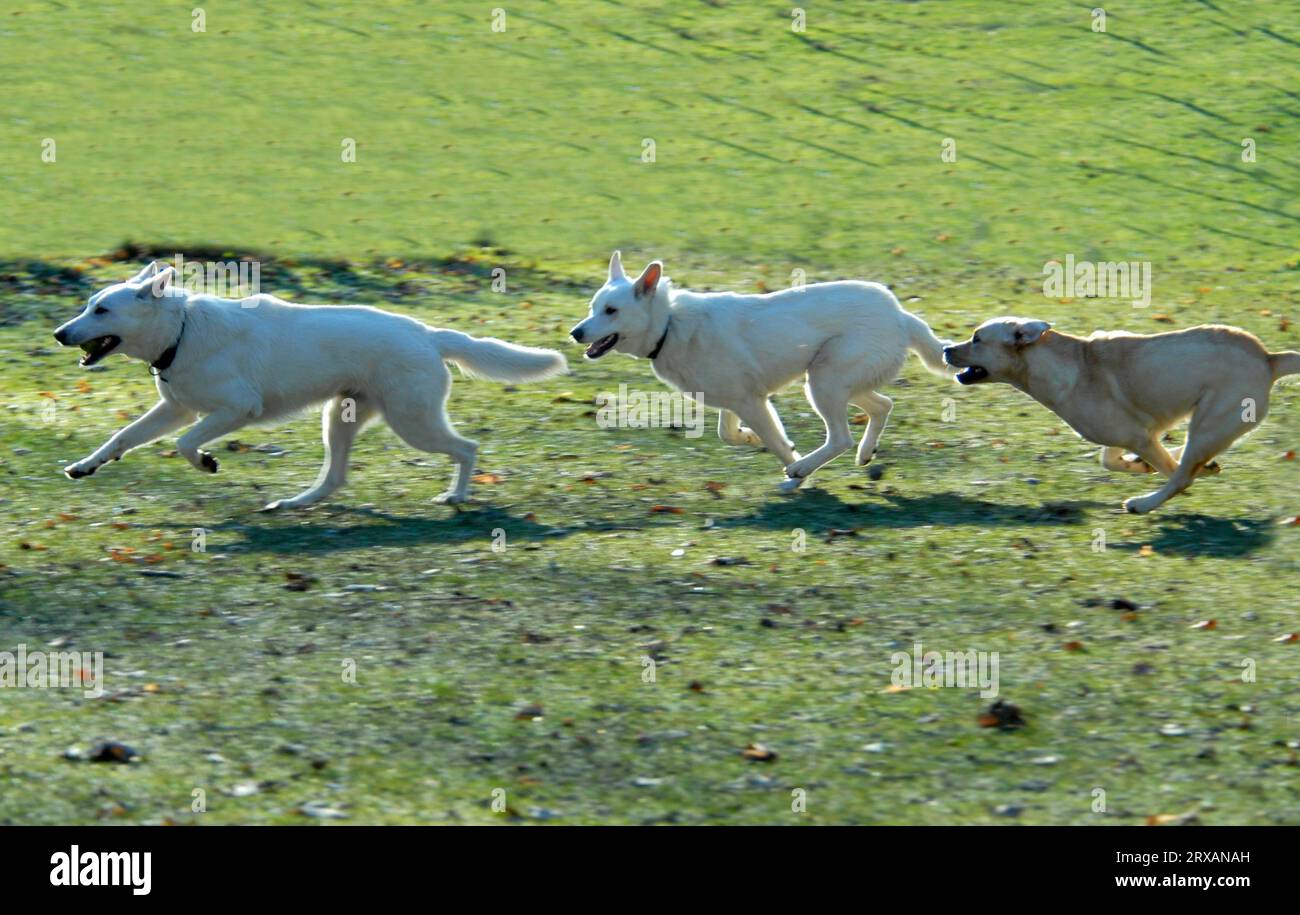 White shepherd domestic dogs (canis lupus familiaris), American ...