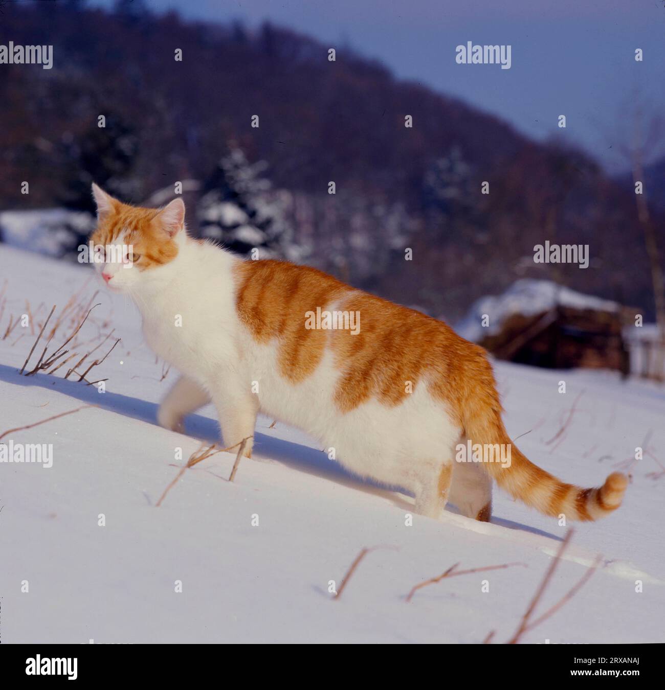 White house cat willow hi-res stock photography and images - Alamy