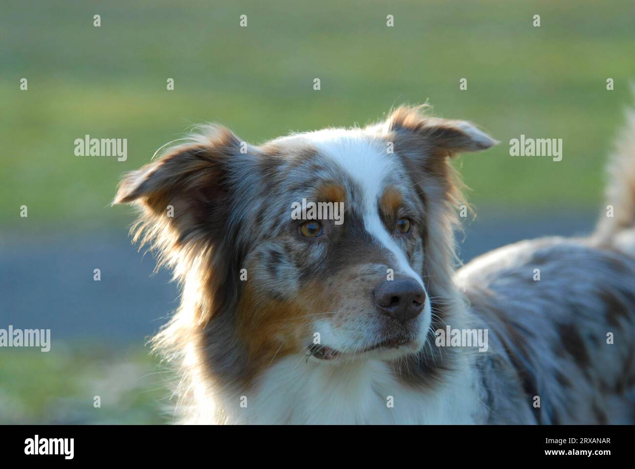 Australian Shepherd, red-merle, aussie, red-marbled, male, headshot ...