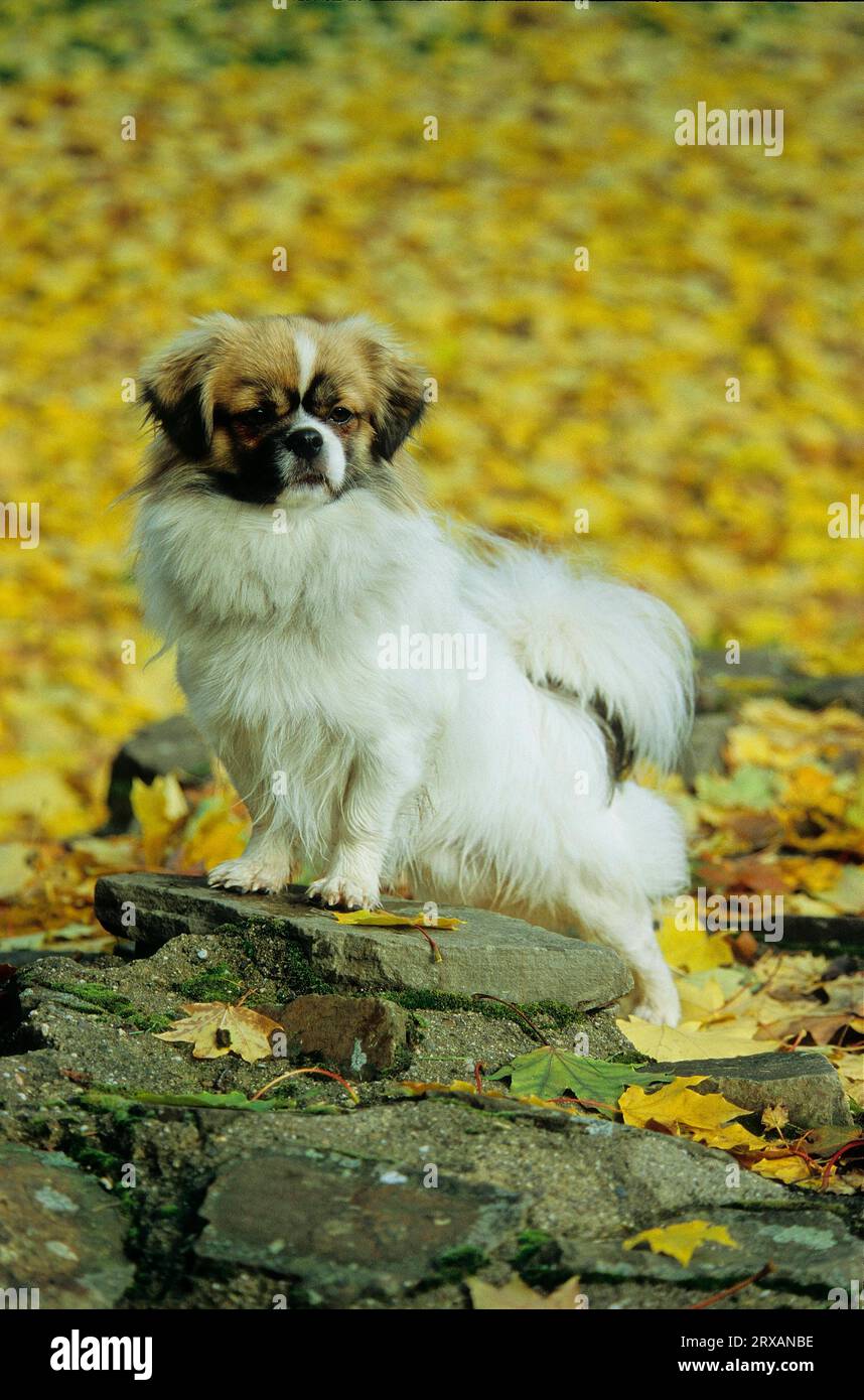 Pet spaniel hi-res stock photography and images - Alamy