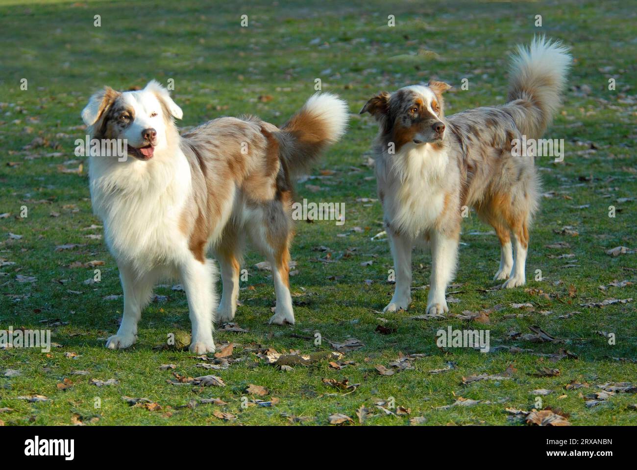 Australian Shepherds, red-merle, aussie, red-marbled, 2 males, domestic dogs (canis lupus ...
