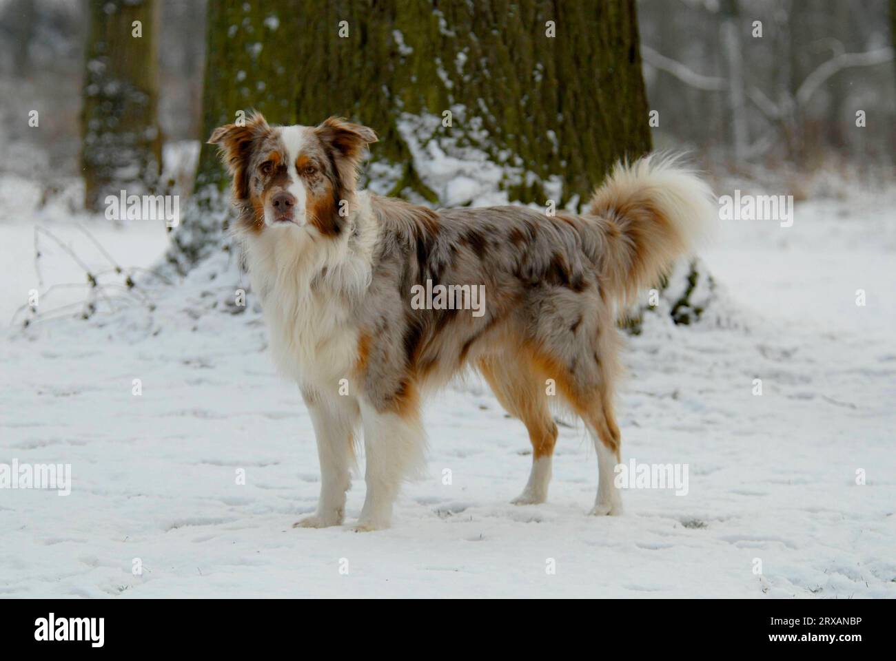Australian Shepherd, red-merle, aussie, red-marbled, male, snow, snowy ...