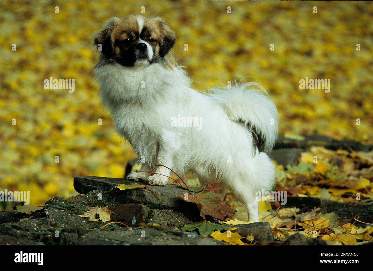 Chinese spaniel hi-res stock photography and images - Alamy