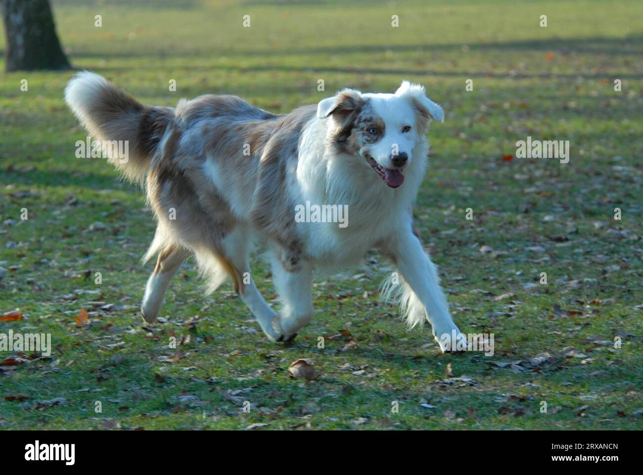 Australian Shepherd, red-merle, aussie, red-marbled, male, shepherd ...