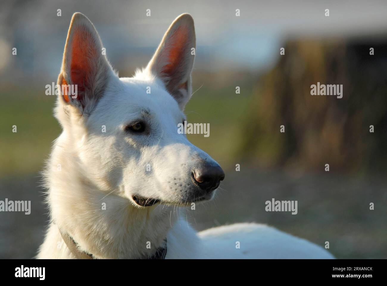 White shepherd, portrait, headshot, eyes, male, american-canadian ...