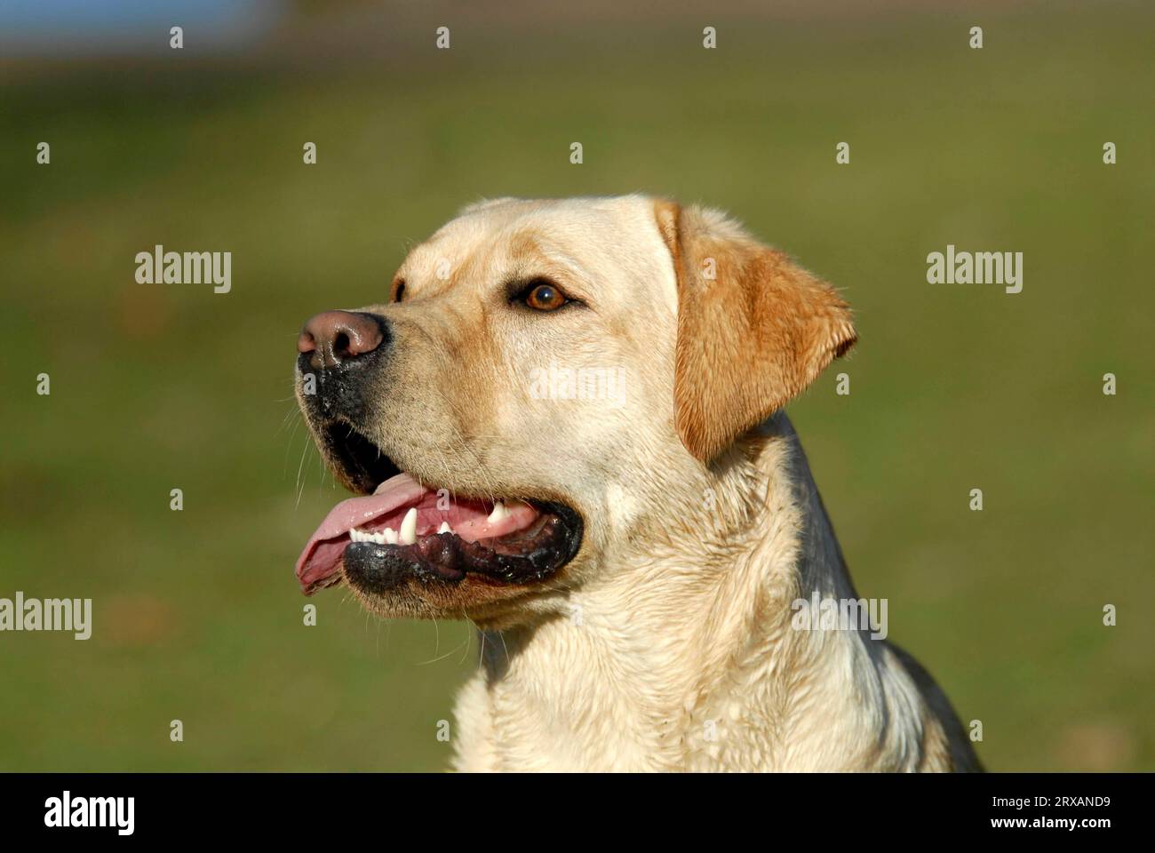 Labrador Retriever, portrait, headshot, eyes, dog, dogs, hound ...